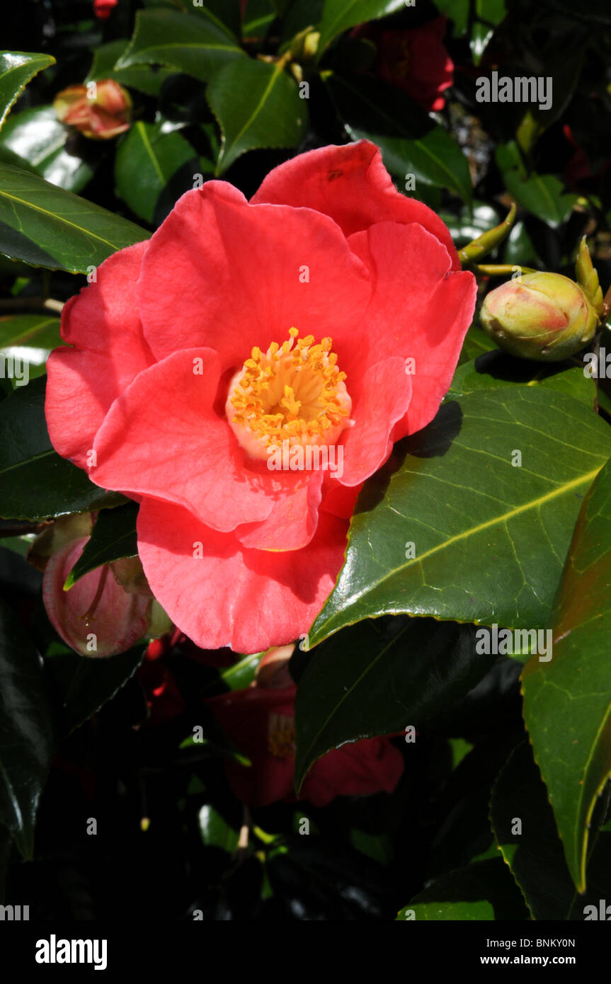 Camila flower hi-res stock photography and images - Alamy
