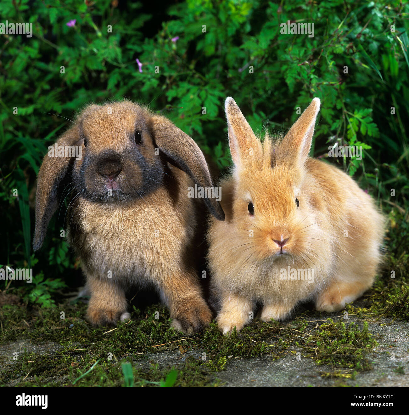Dwarf rabbit and lop-eared dwarf rabbit sitting Stock Photo - Alamy