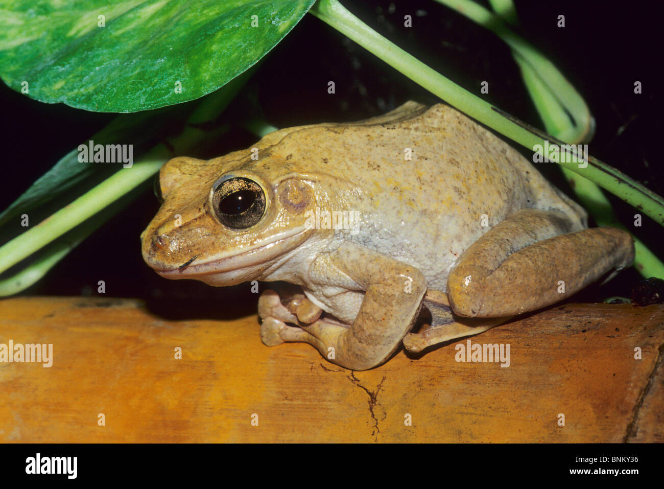 Java Whipping Frog / Rhacophorus leucomystax Stock Photo - Alamy