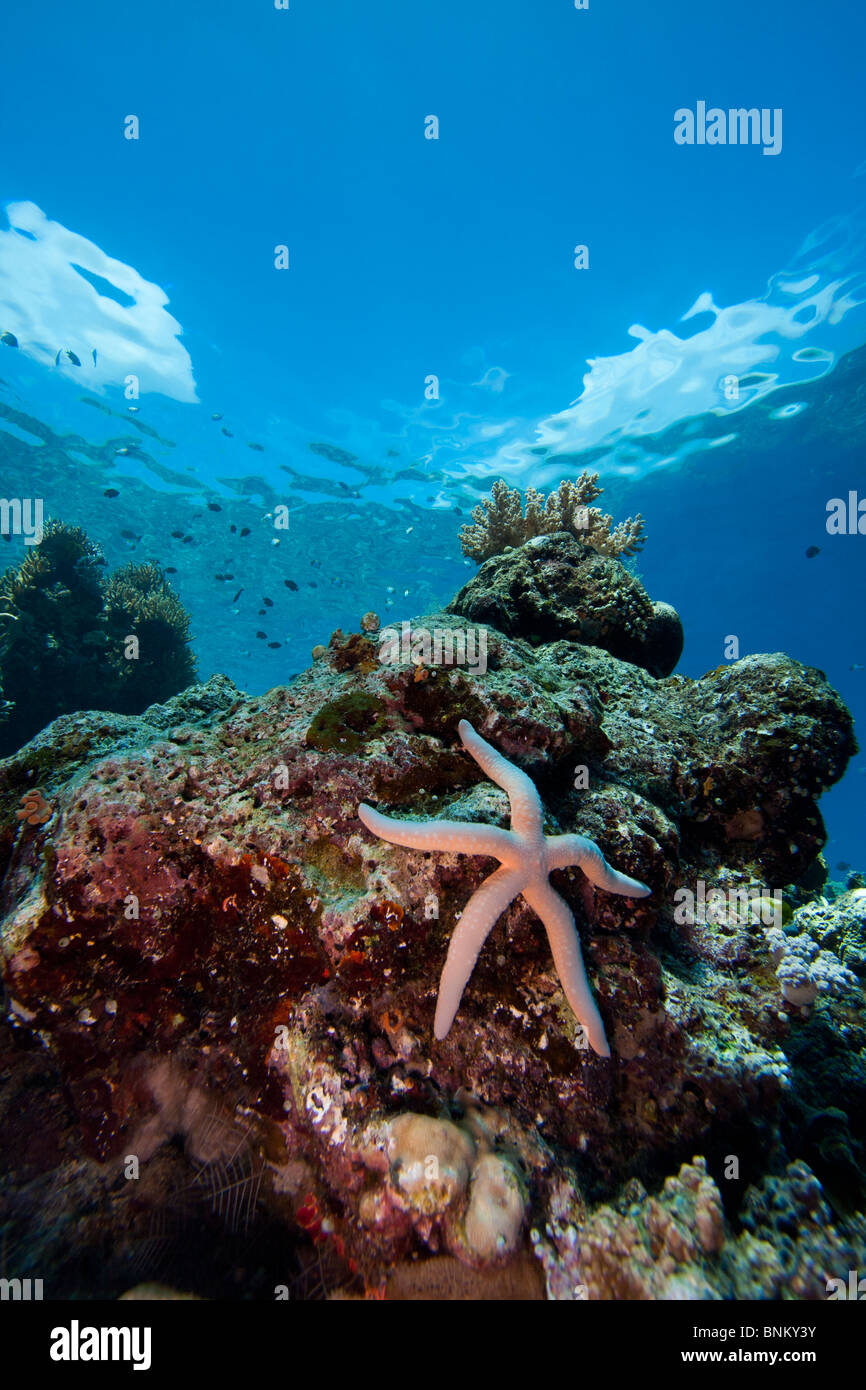 Starfish coral reef hi-res stock photography and images - Alamy