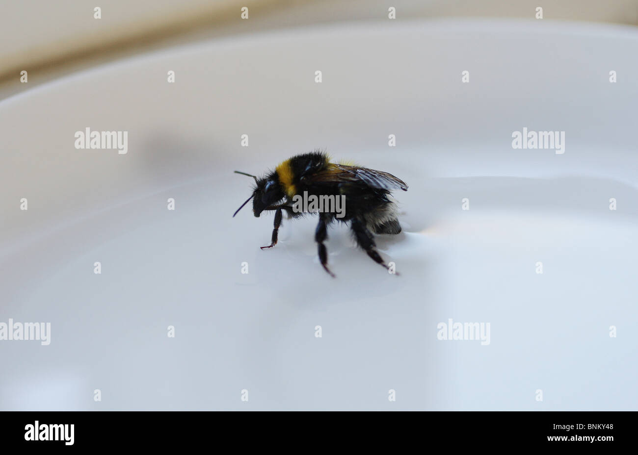 Revive a bee hi-res stock photography and images - Alamy