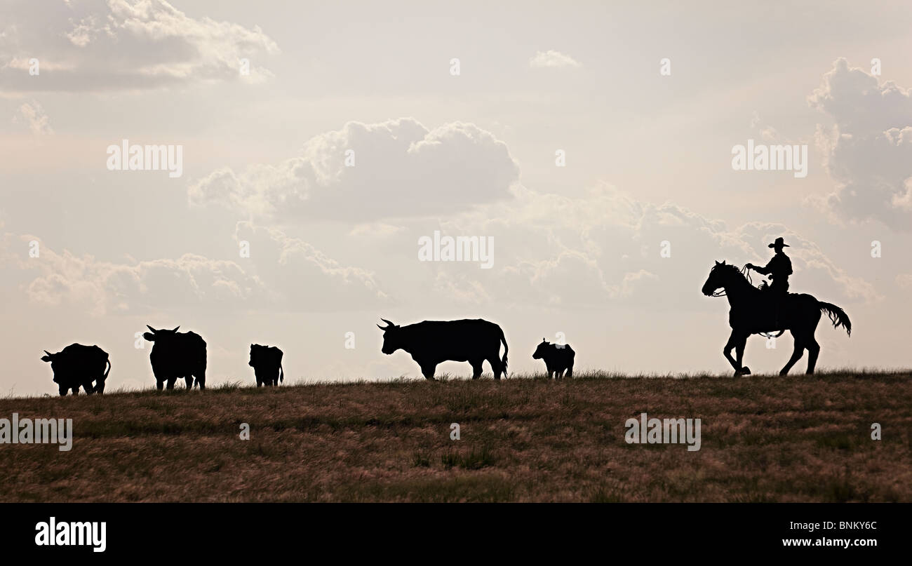 Cattle Drive Silhouette