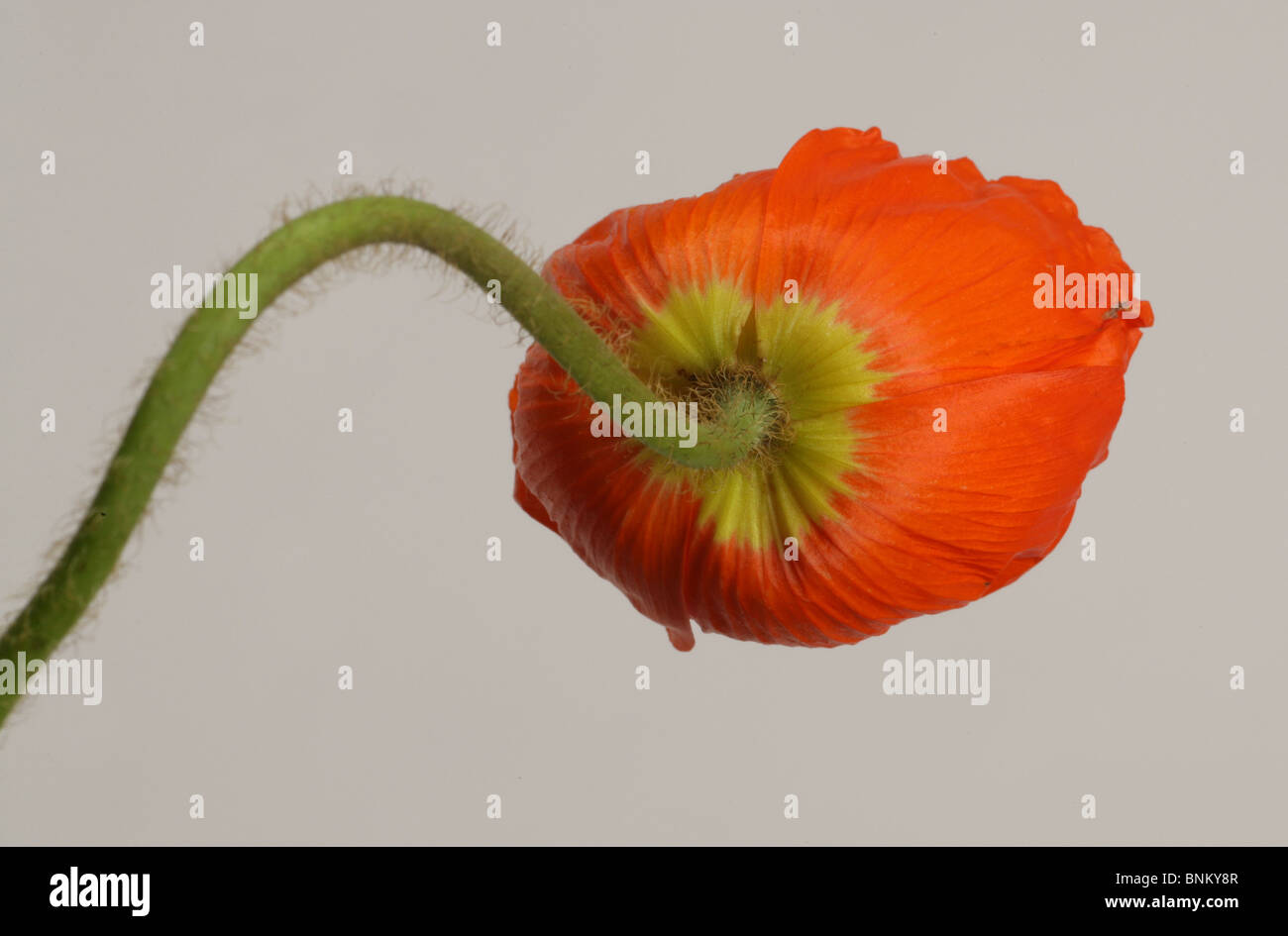 back of red bent poppy profile Stock Photo - Alamy