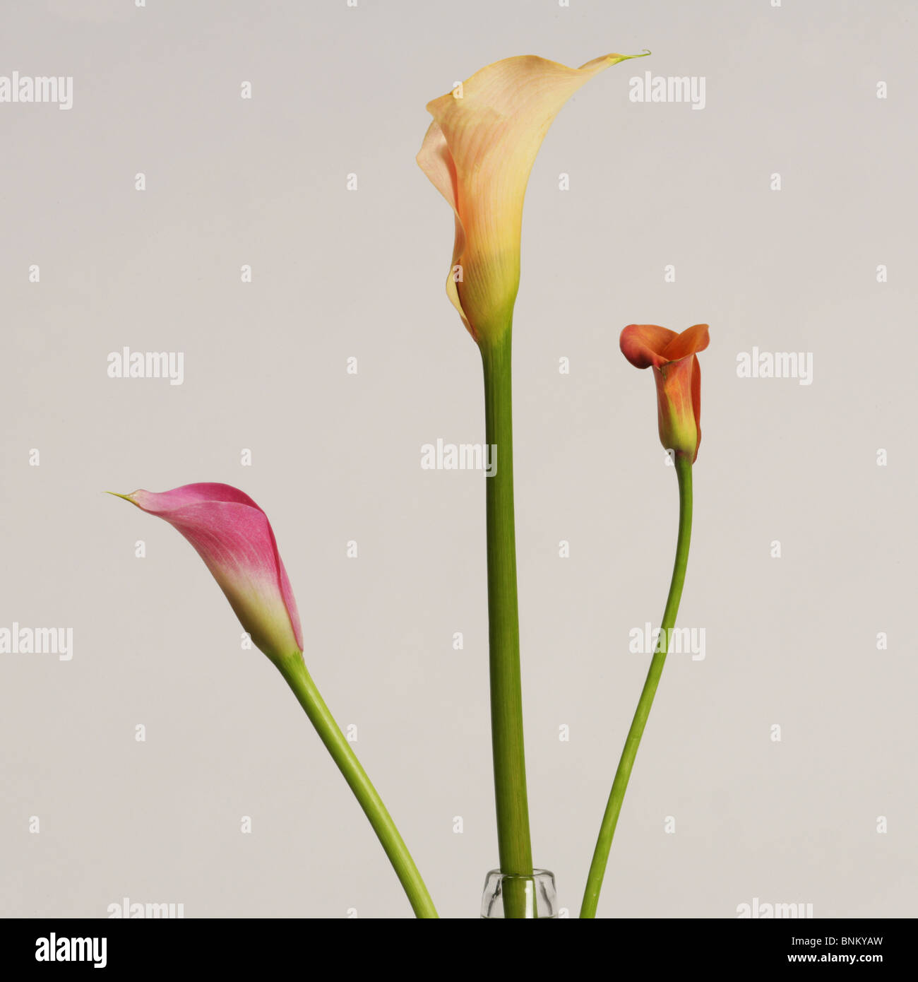3 Calla Lilies Stock Photo - Alamy
