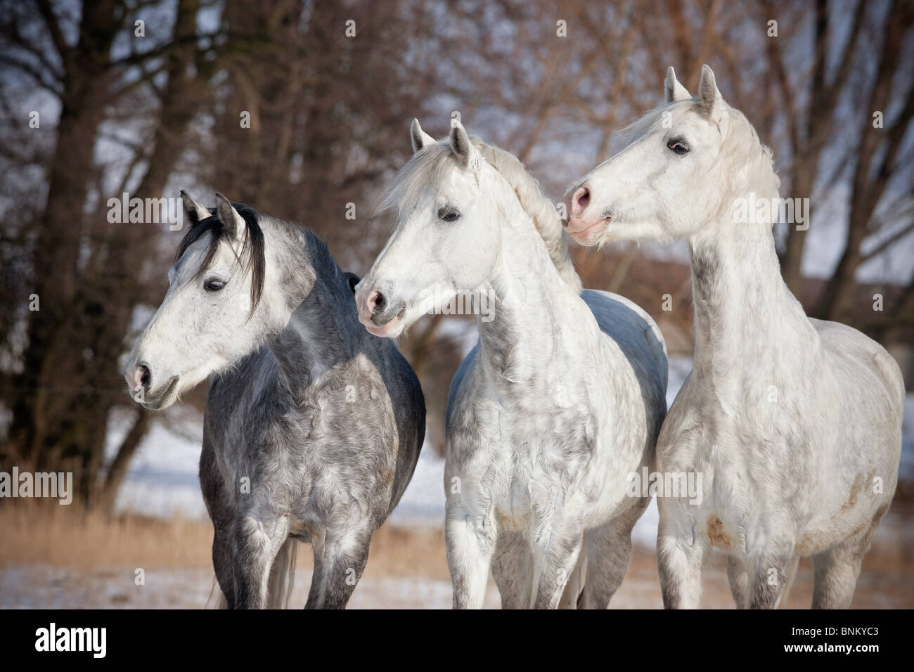 three German Riding Ponies standing Stock Photo - Alamy
