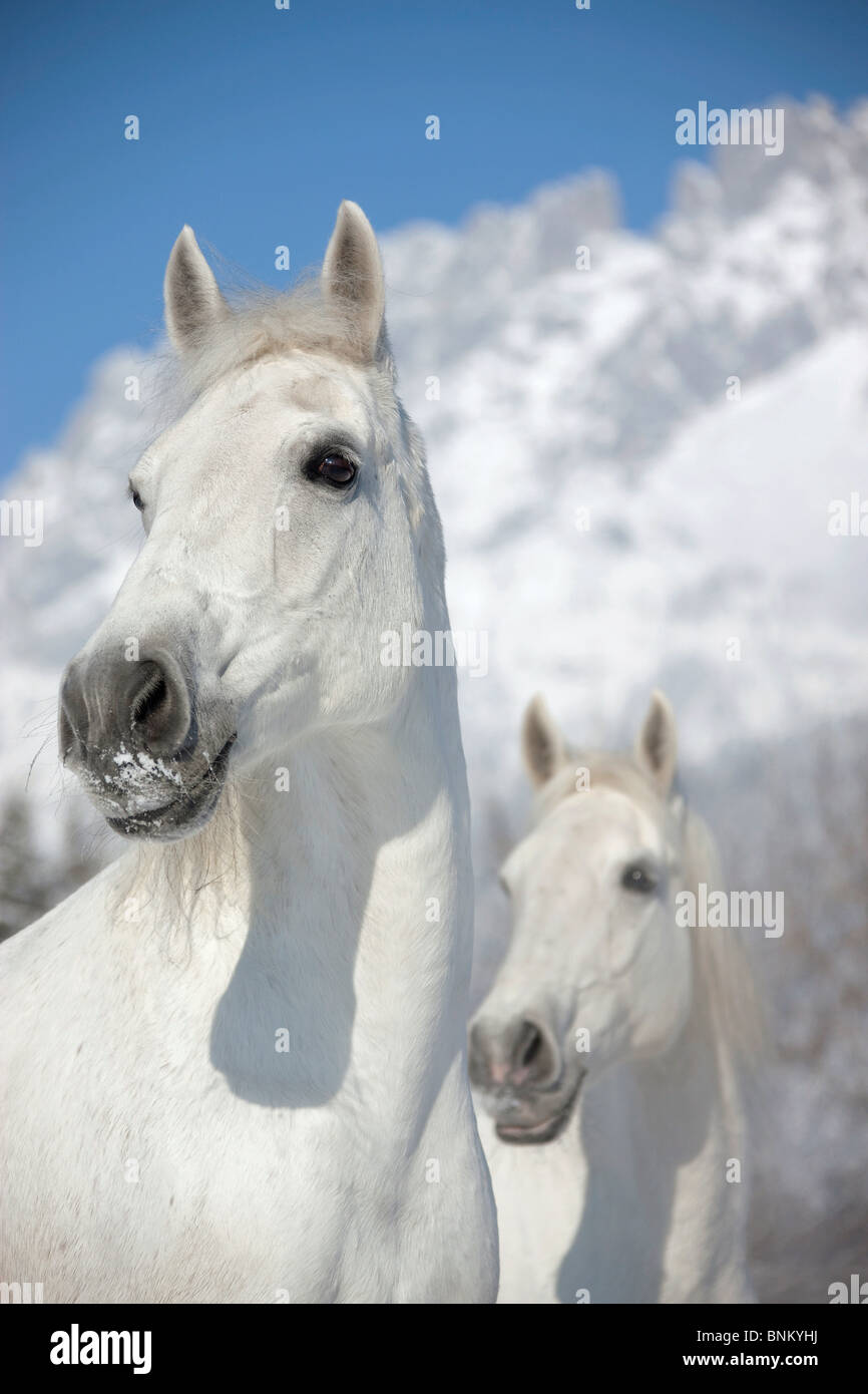 Lipizzan horses portrait Stock Photo - Alamy