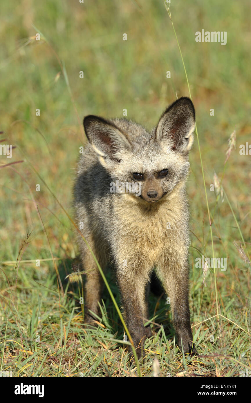 Bat eared fox cub hi-res stock photography and images - Alamy