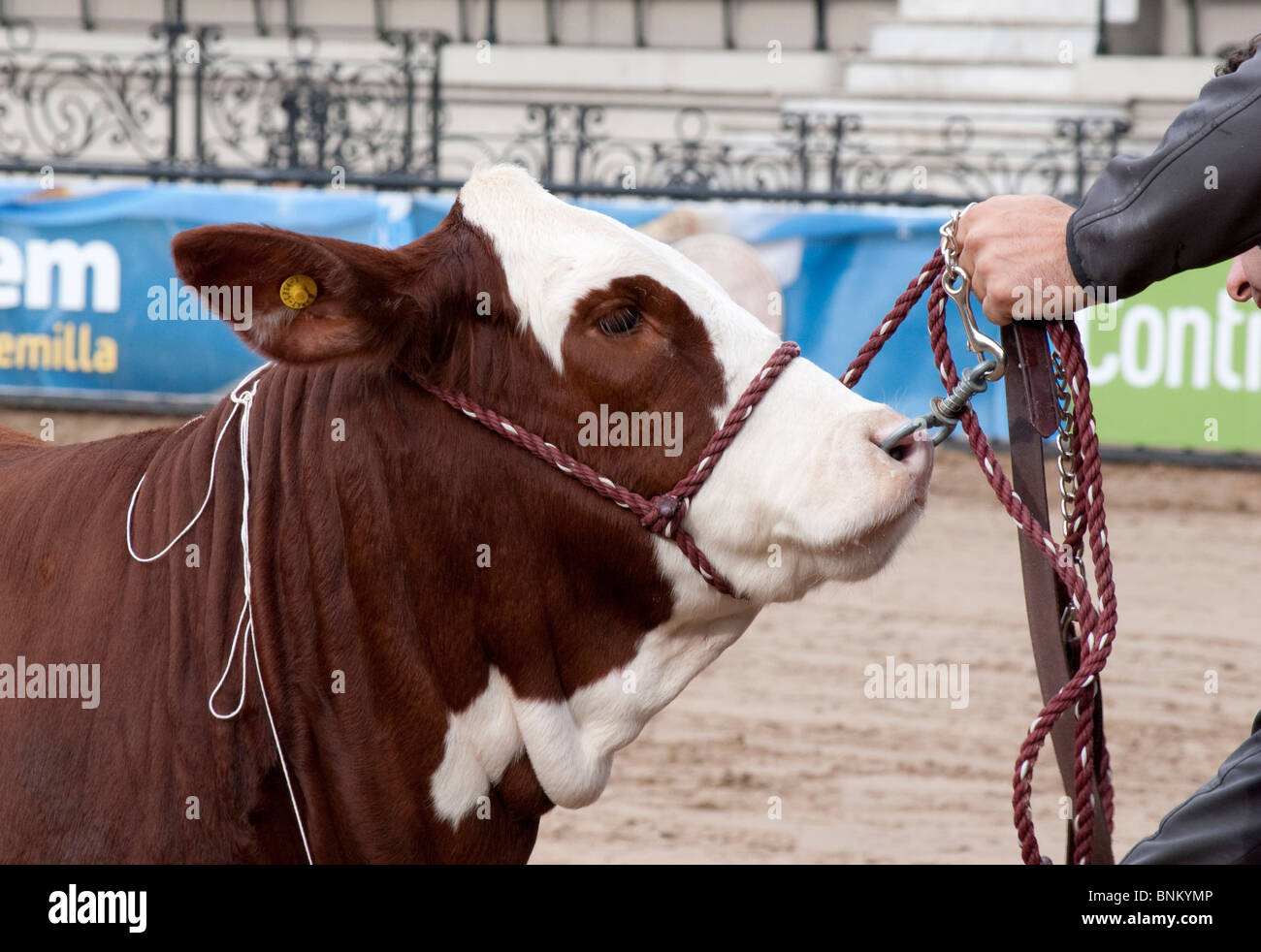 Cattle head hi-res stock photography and images - Alamy