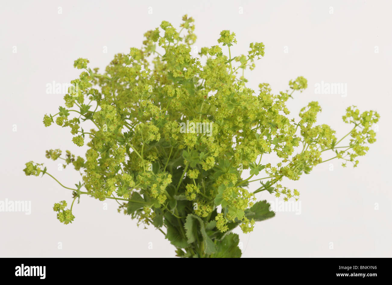 green tiny flowers Stock Photo - Alamy