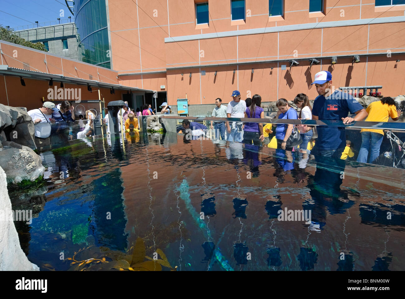 Kelp Forest exhibit at the California Science Center's new Ecosystems ...
