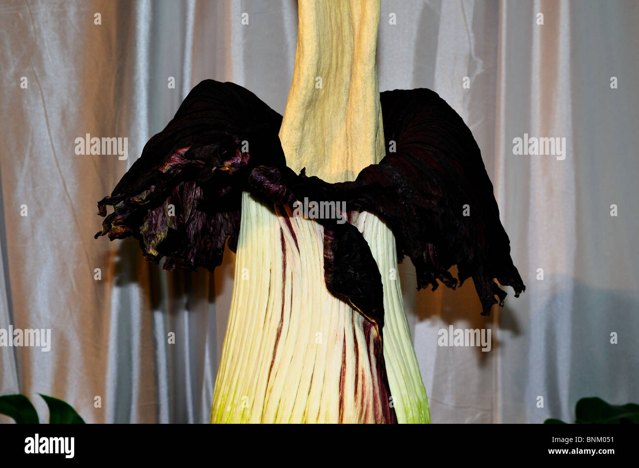 A corpse flower in display Stock Photo - Alamy