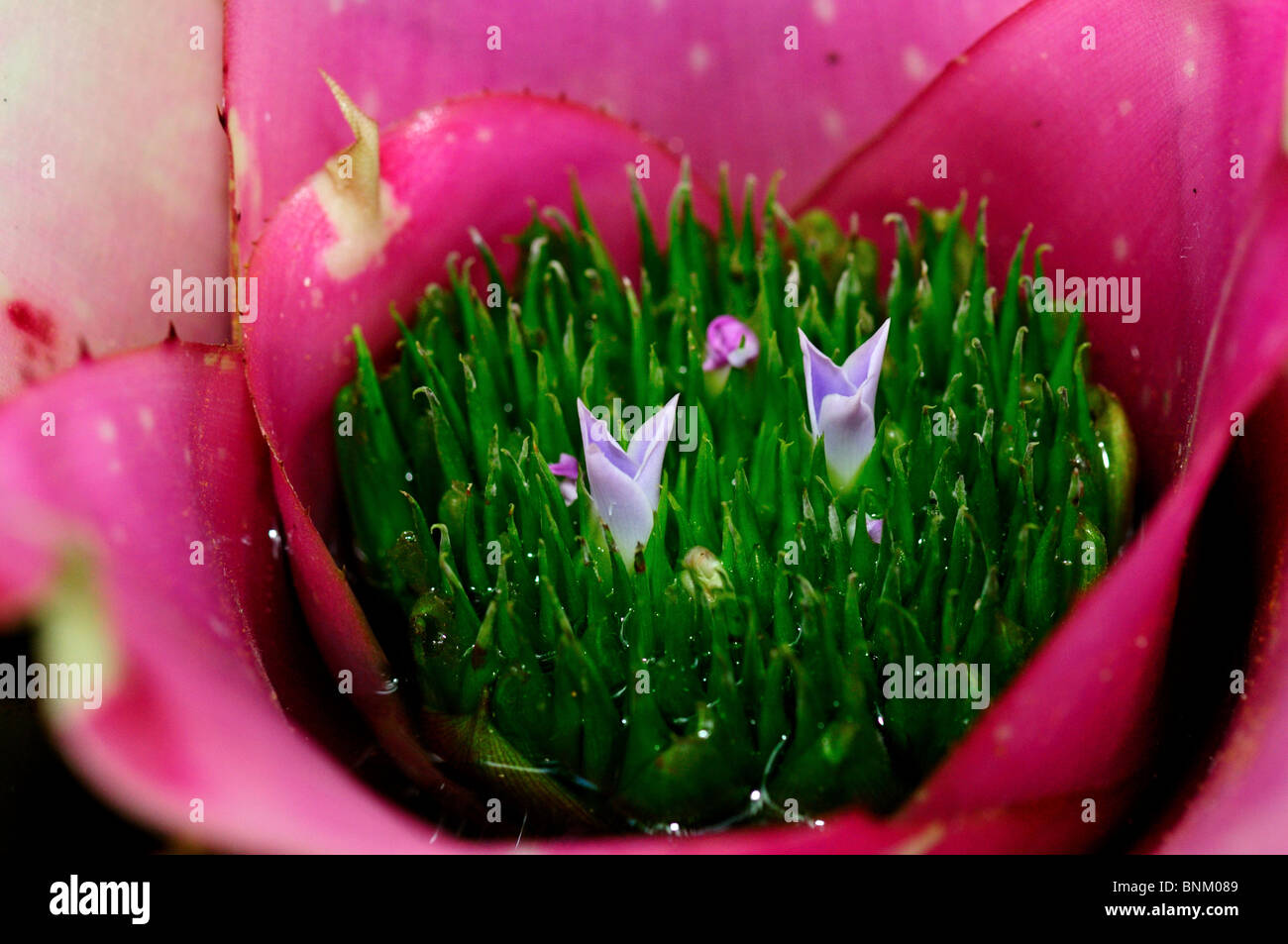 A tropical plant hi-res stock photography and images - Alamy