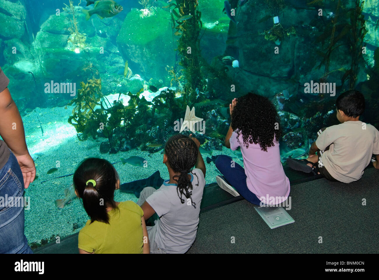 Kelp Forest exhibit at the California Science Center's new Ecosystems ...
