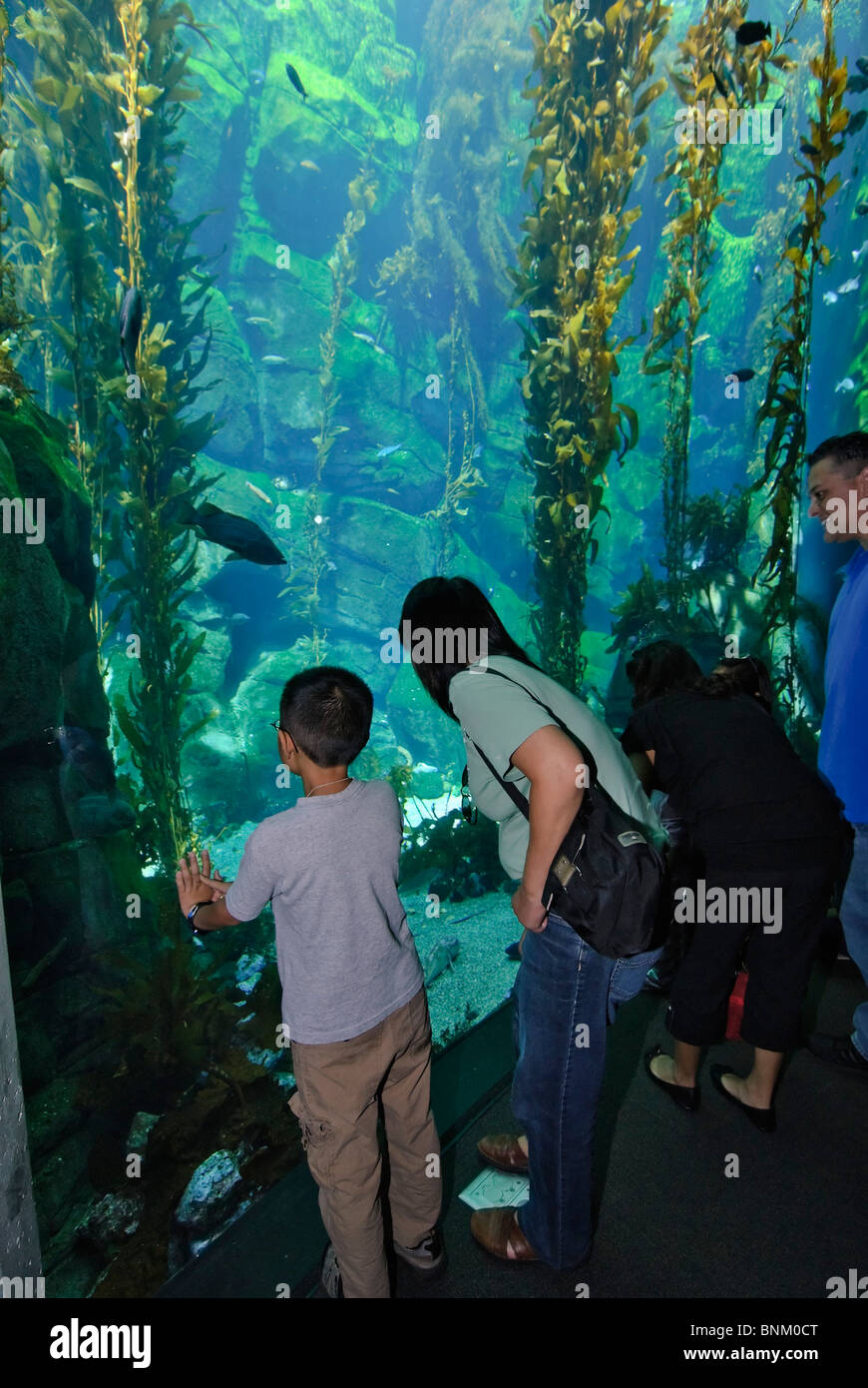 Kelp Forest exhibit at the California Science Center's new Ecosystems ...