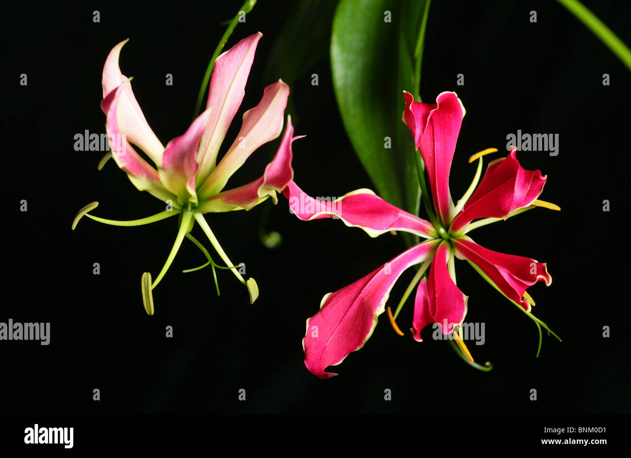 fuchsia star flower Stock Photo - Alamy