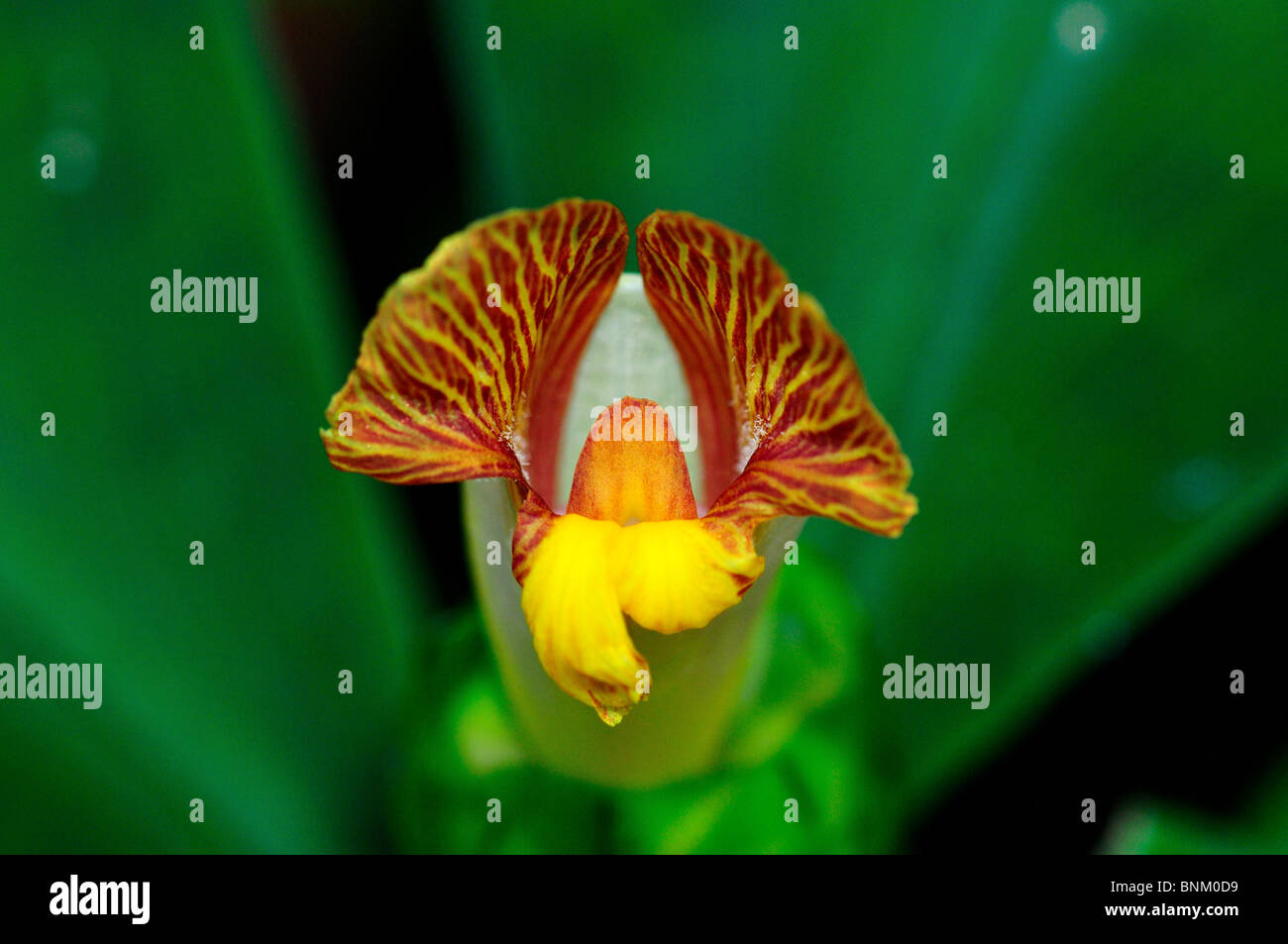 Ginger flower hi-res stock photography and images - Alamy