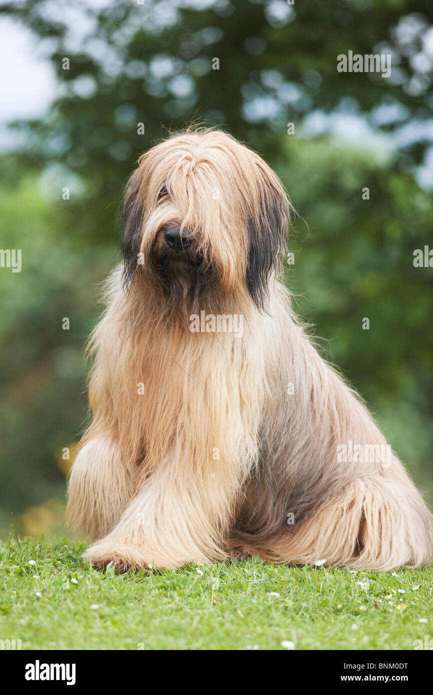 Briard dog sitting meadow Stock Photo - Alamy