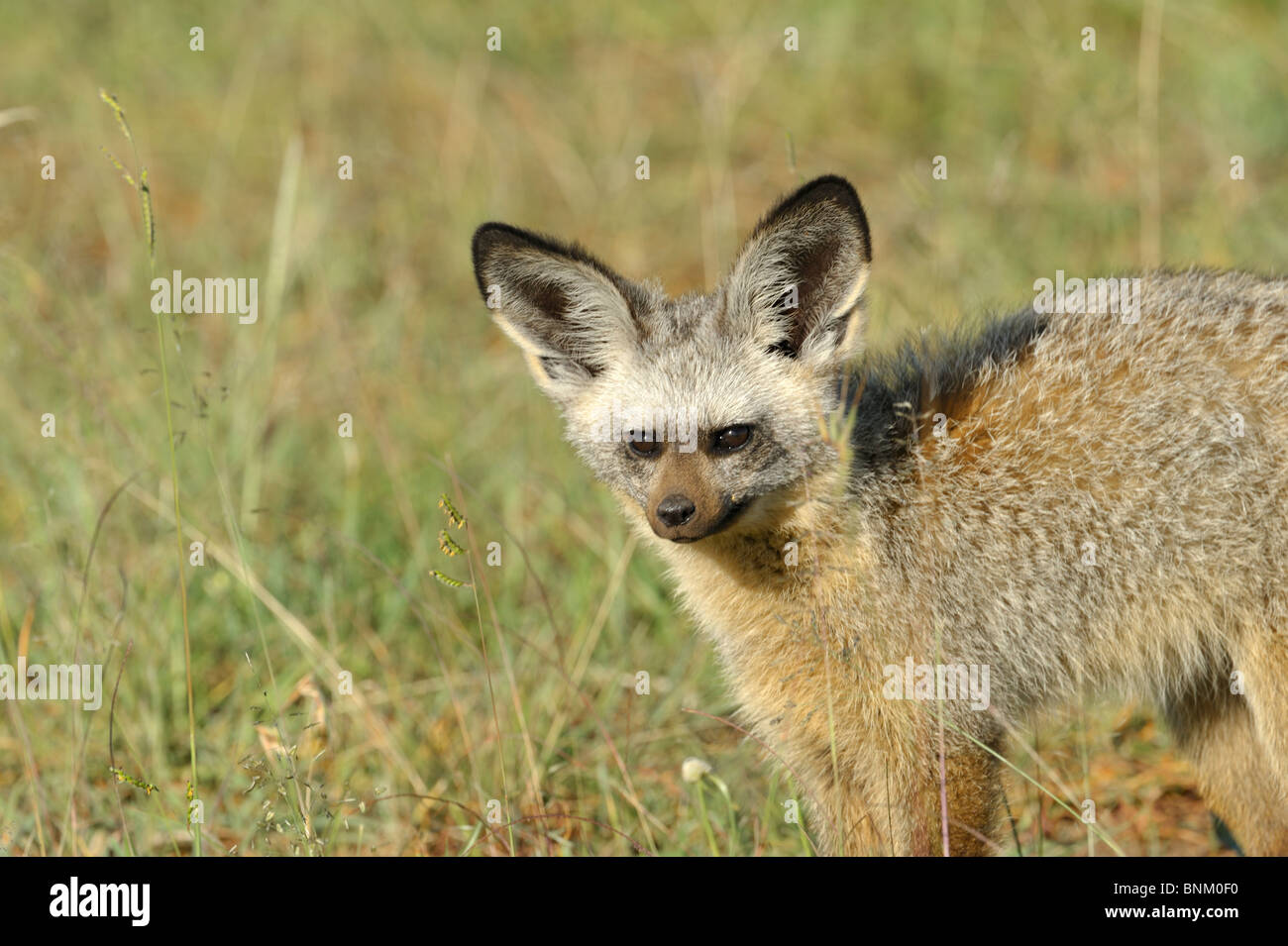 Bat eared fox cub hi-res stock photography and images - Alamy