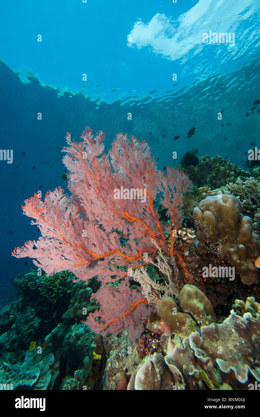 Bright pink sea fan on a tropical coral reef off Bunaken Island in ...