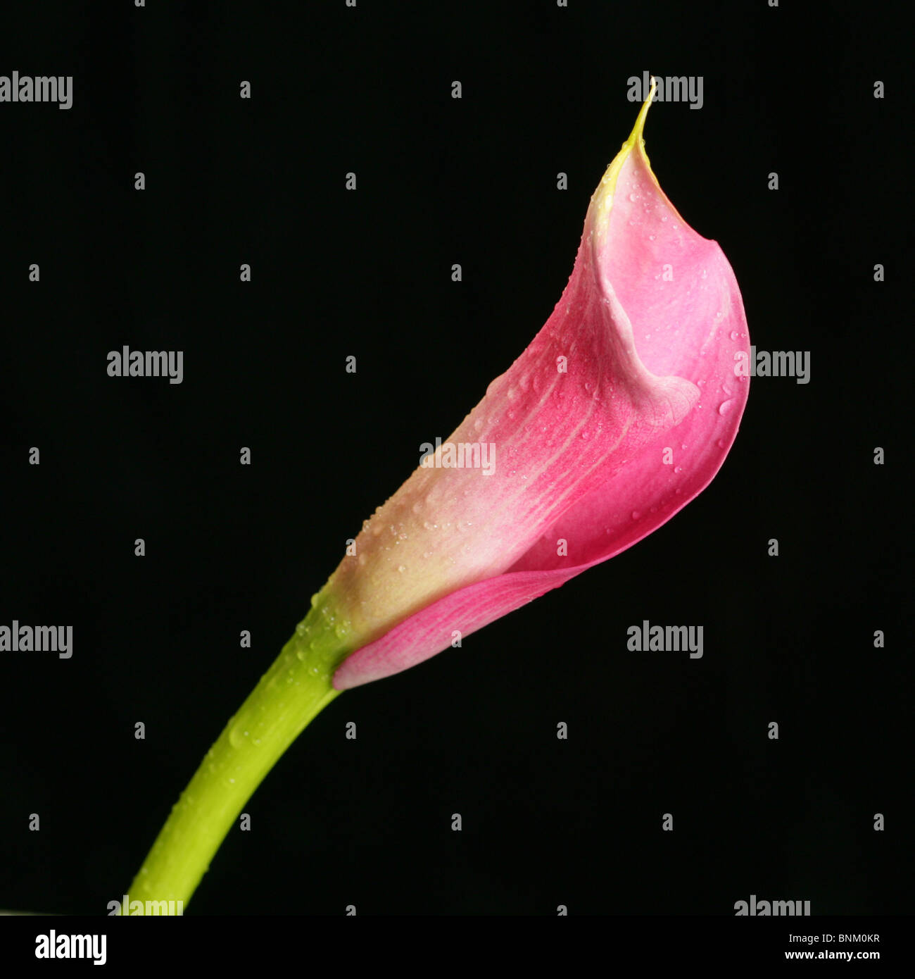 pink Calla lily with dew Stock Photo - Alamy