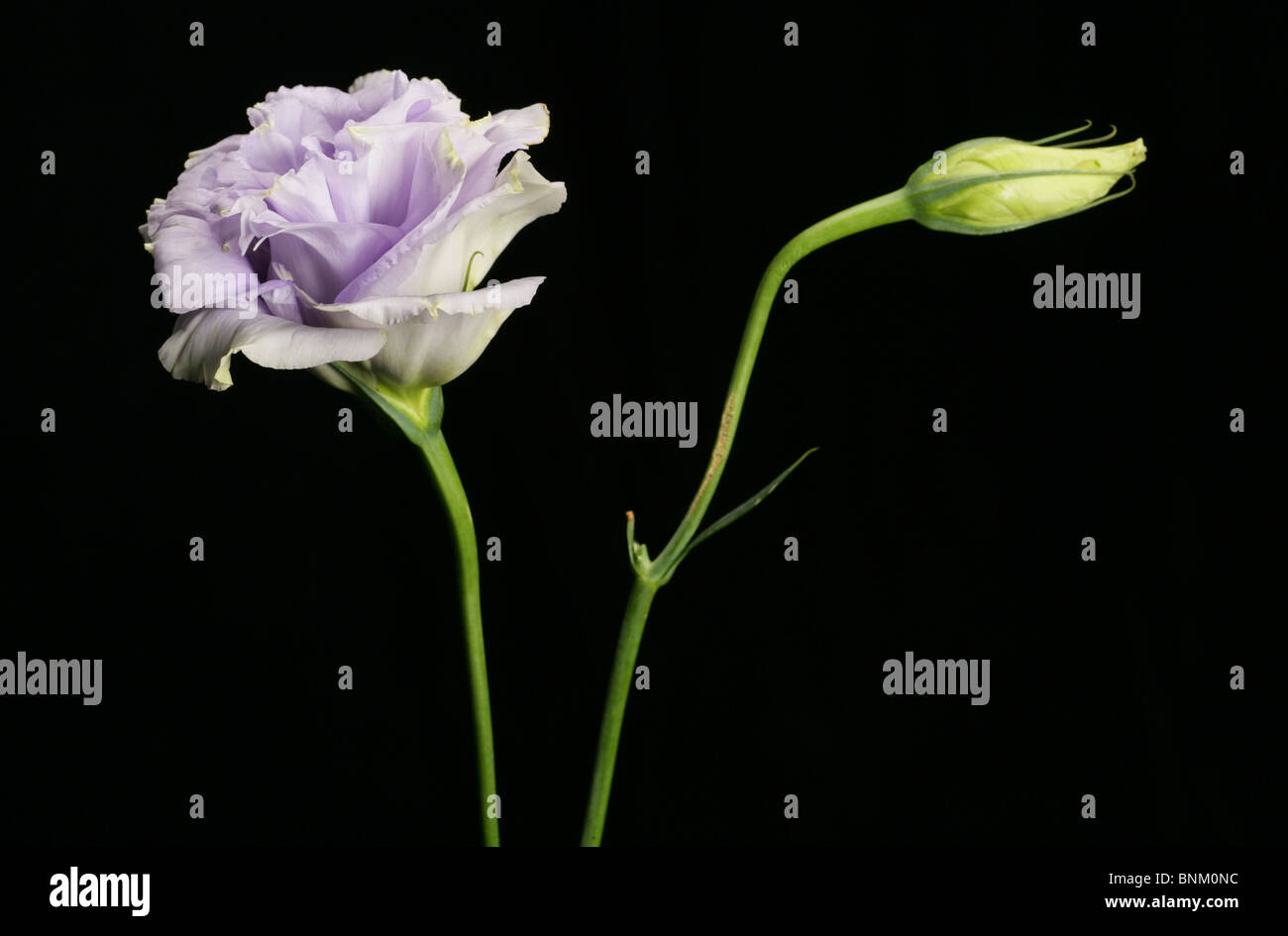 purple carnation with bud Stock Photo - Alamy