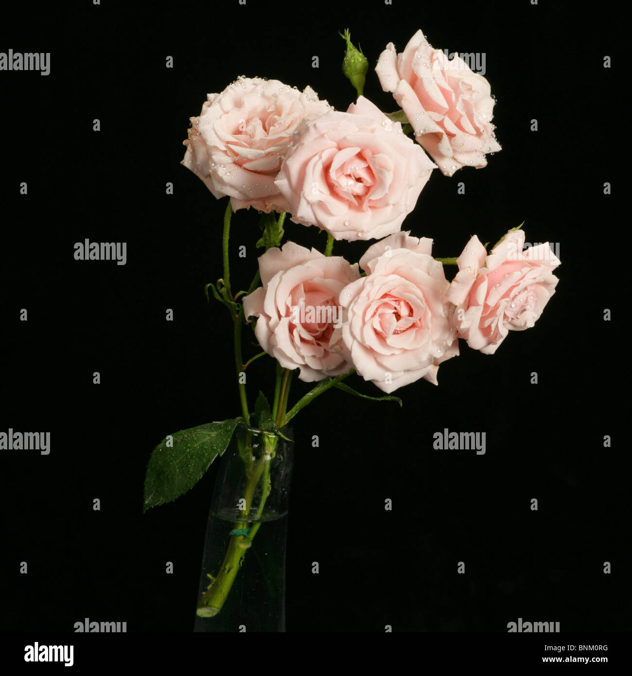 pink miniature roses Stock Photo - Alamy