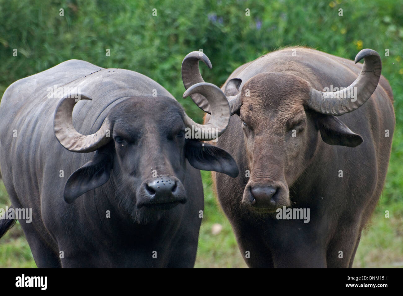A pair of Water Buffalo Stock Photo - Alamy