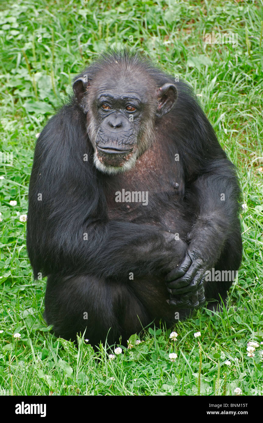 Close-up of a Common Chimpanzee Stock Photo - Alamy