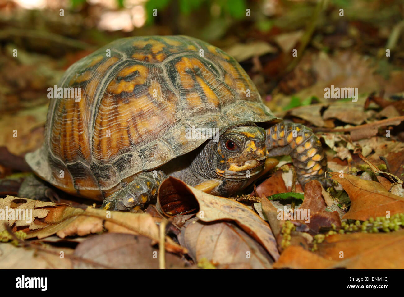 Box Turtle (Terrapene carolina Stock Photo - Alamy