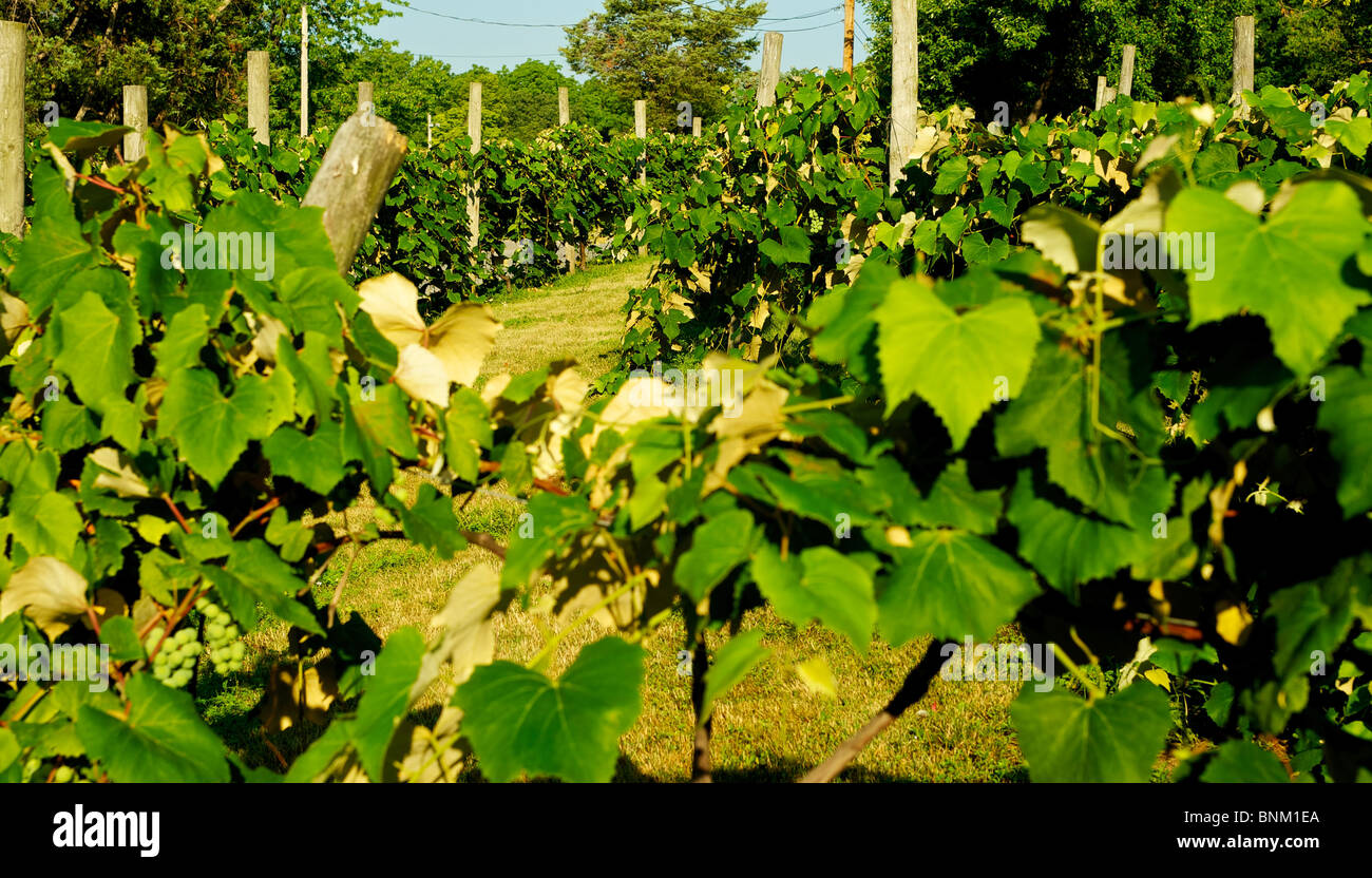 grapes on vines on Catawba Island, Ohio, USA Stock Photo - Alamy