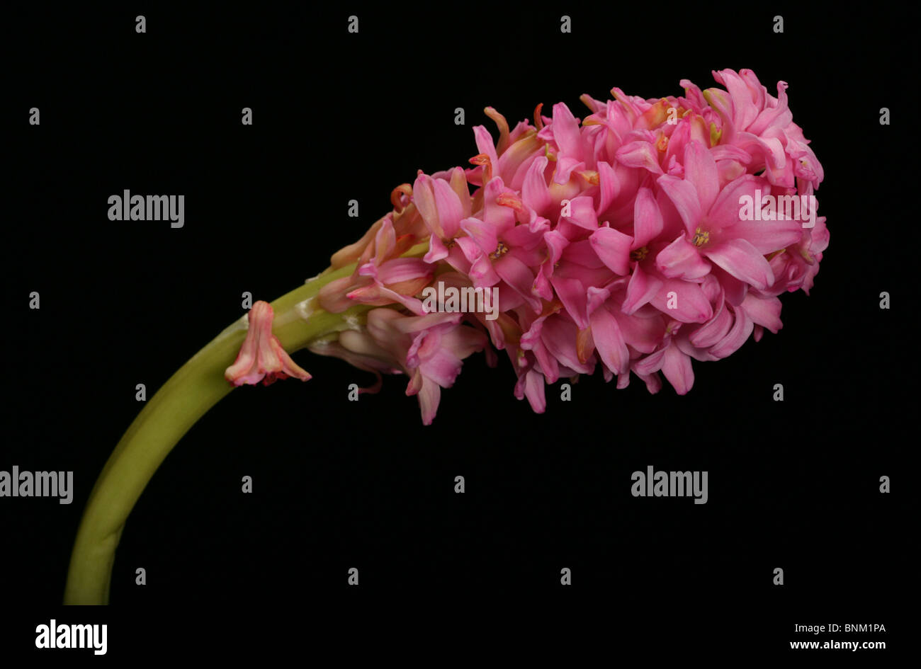 fuchsia hyacinth stem single Stock Photo - Alamy