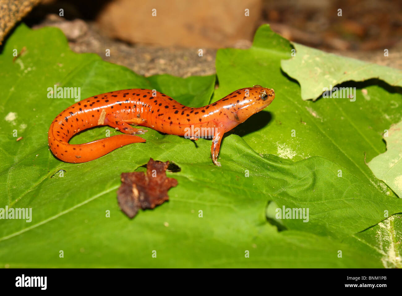 Red Salamander (Pseudotriton ruber Stock Photo - Alamy