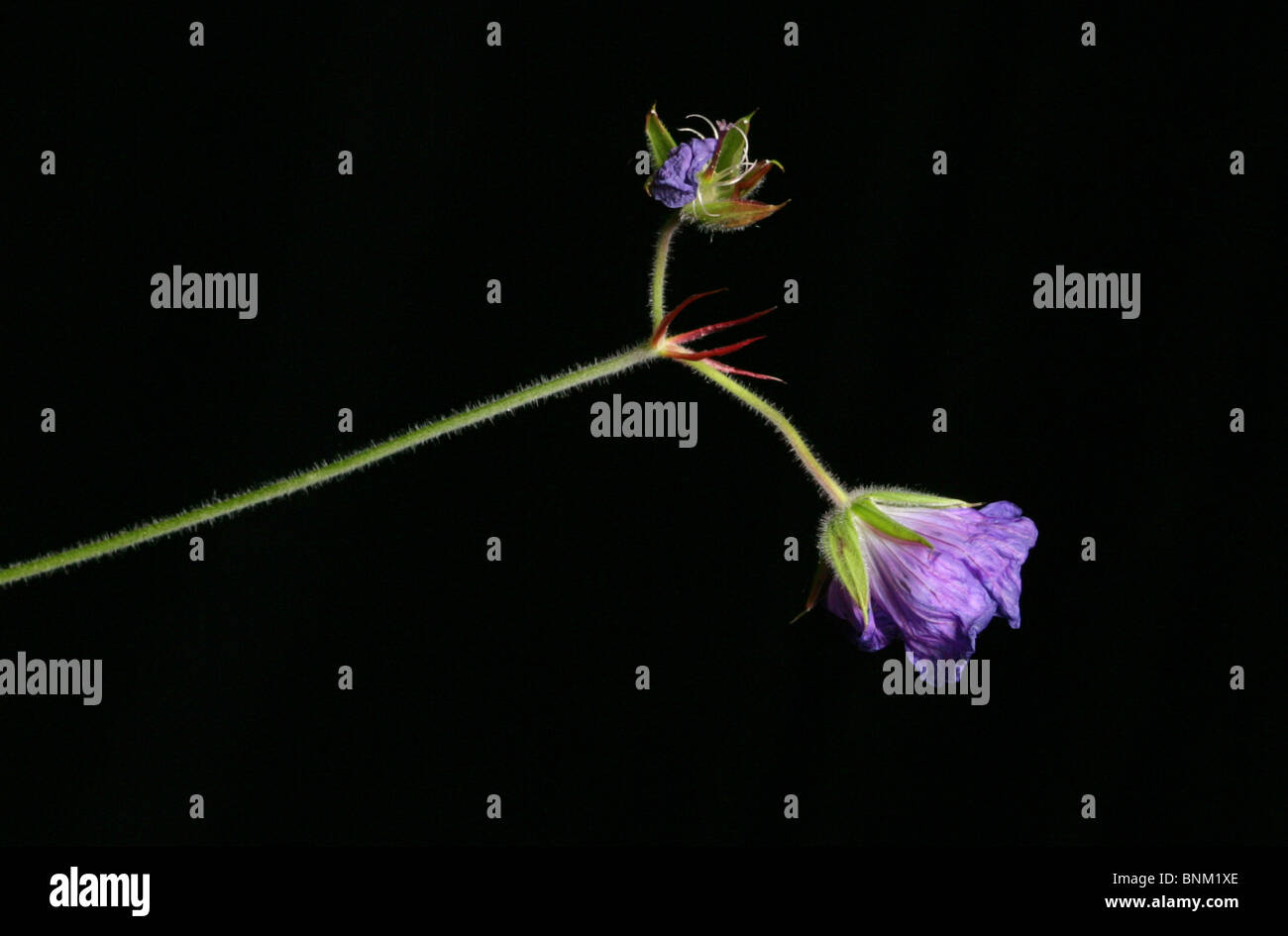 purple flower bud Stock Photo - Alamy