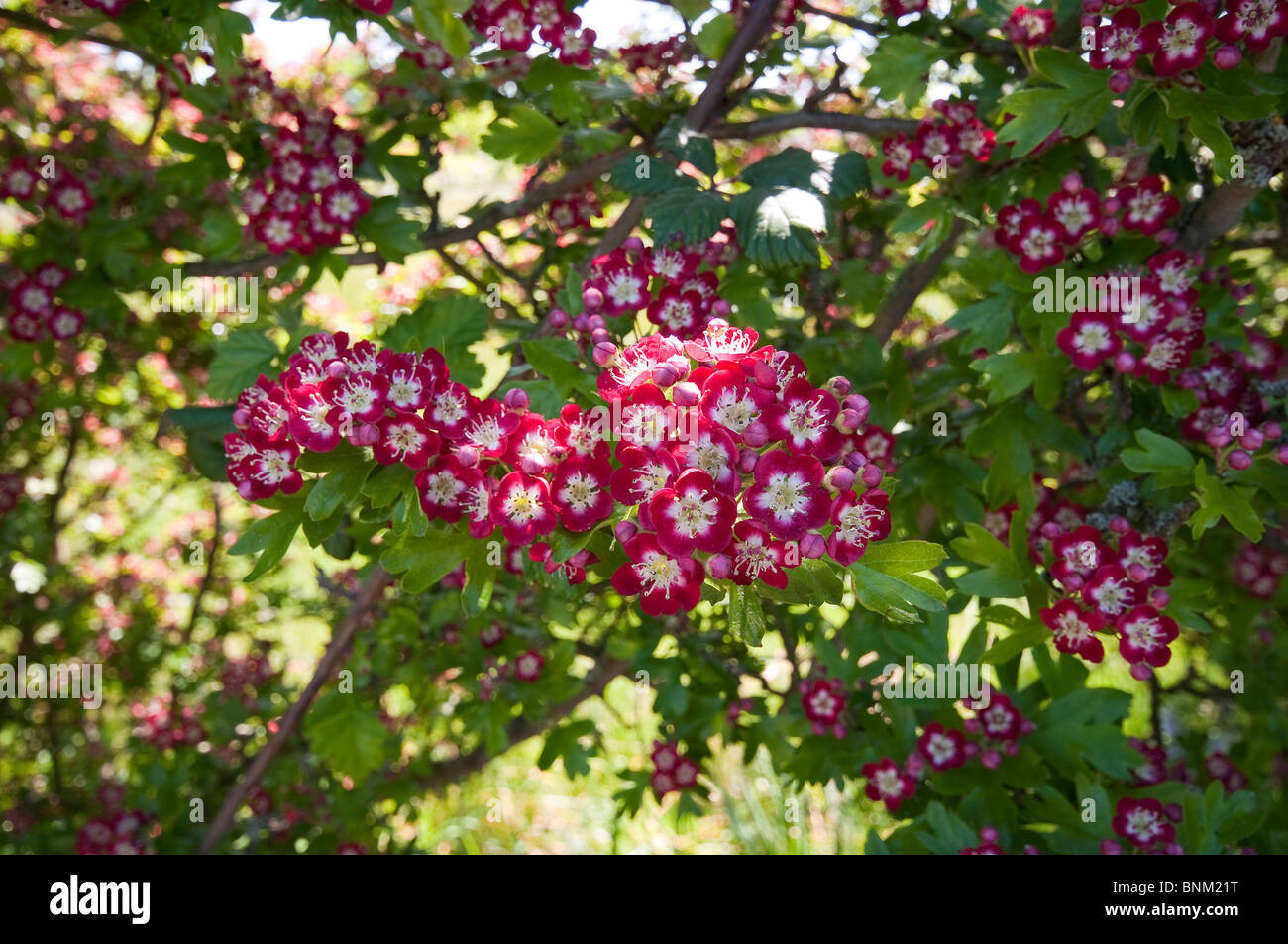 Scarlet Hawthorn blossom (Crataegus monogyna Stock Photo - Alamy