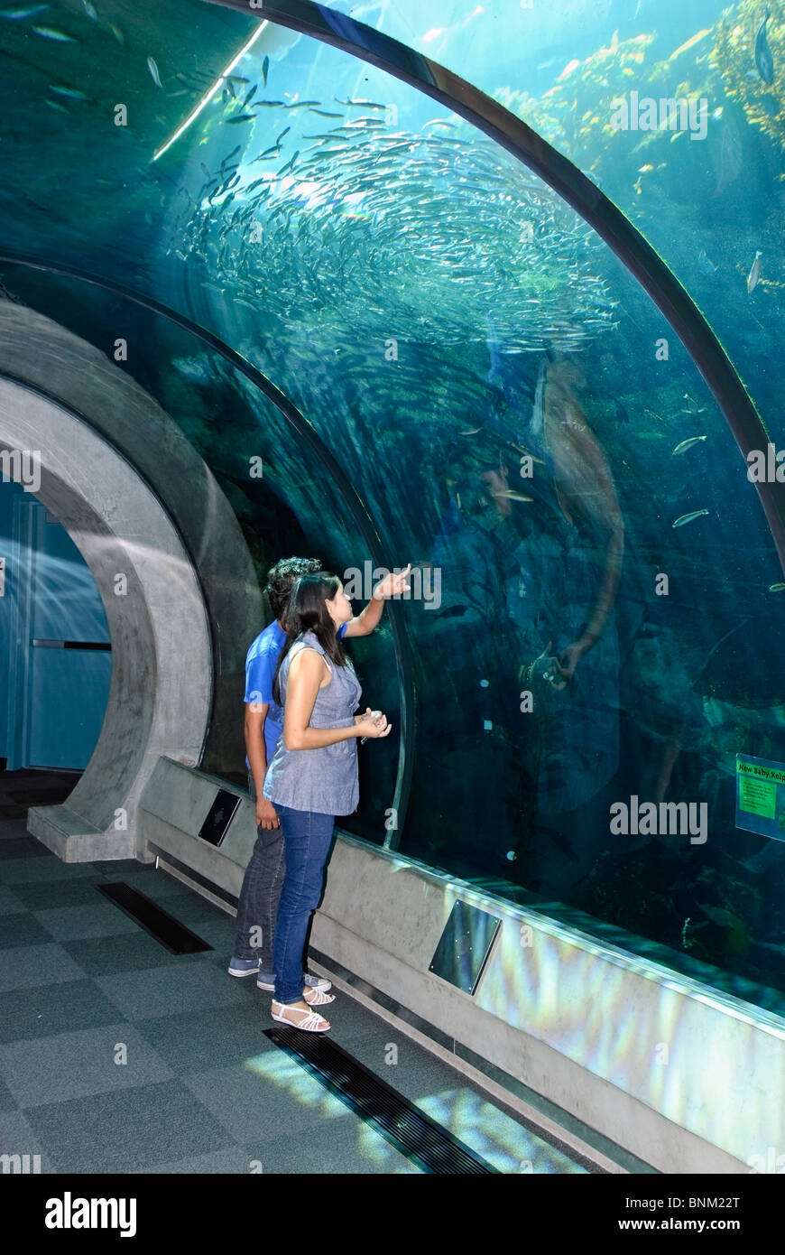 Kelp Forest exhibit at the California Science Center's new Ecosystems ...