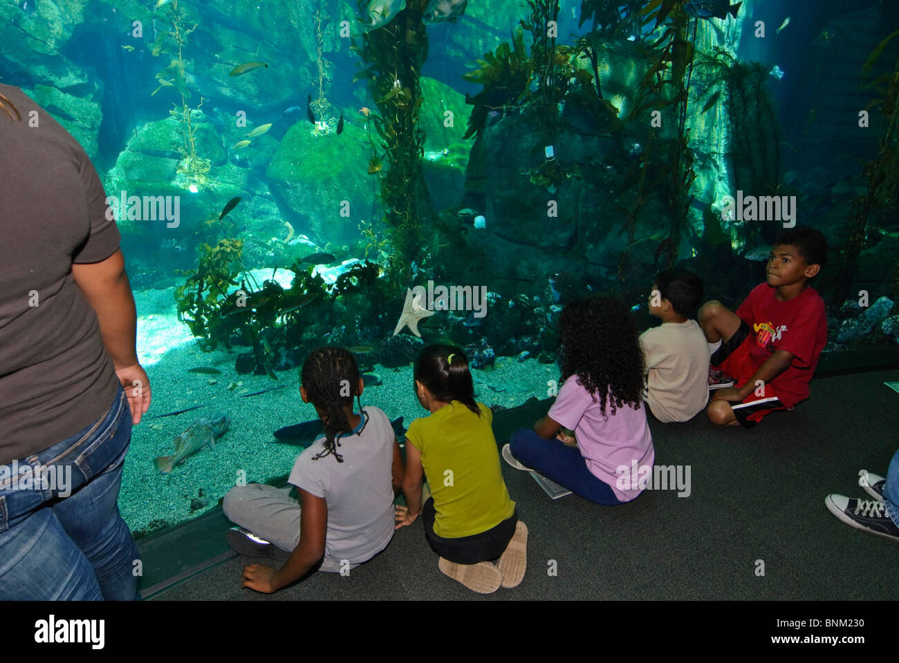 Kelp Forest exhibit at the California Science Center's new Ecosystems ...