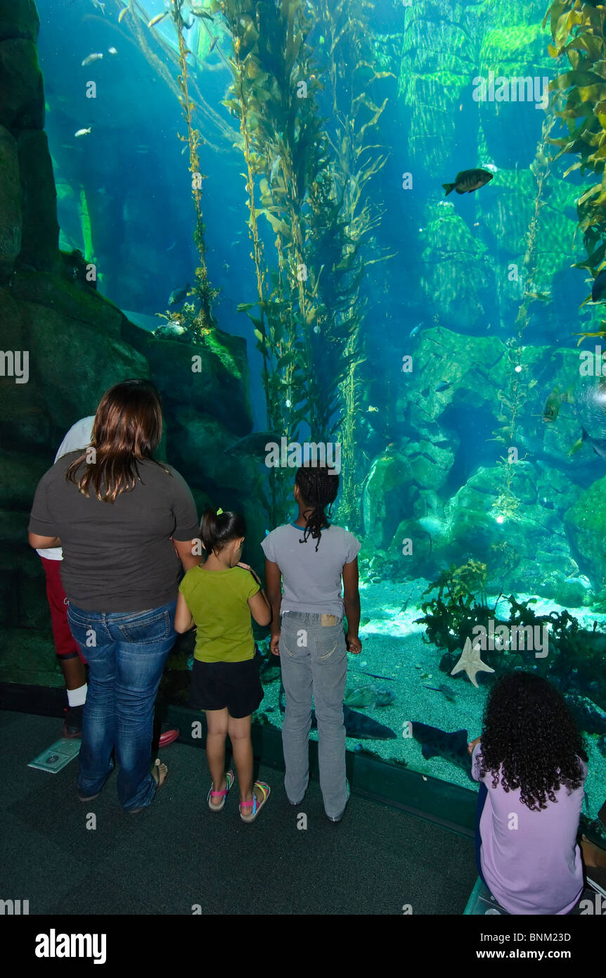 Kelp Forest exhibit at the California Science Center's new Ecosystems ...