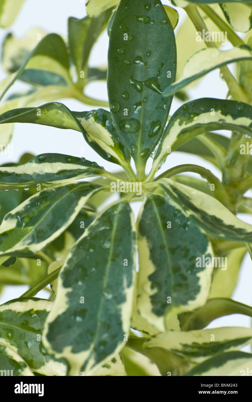Schefflera hi-res stock photography and images - Alamy