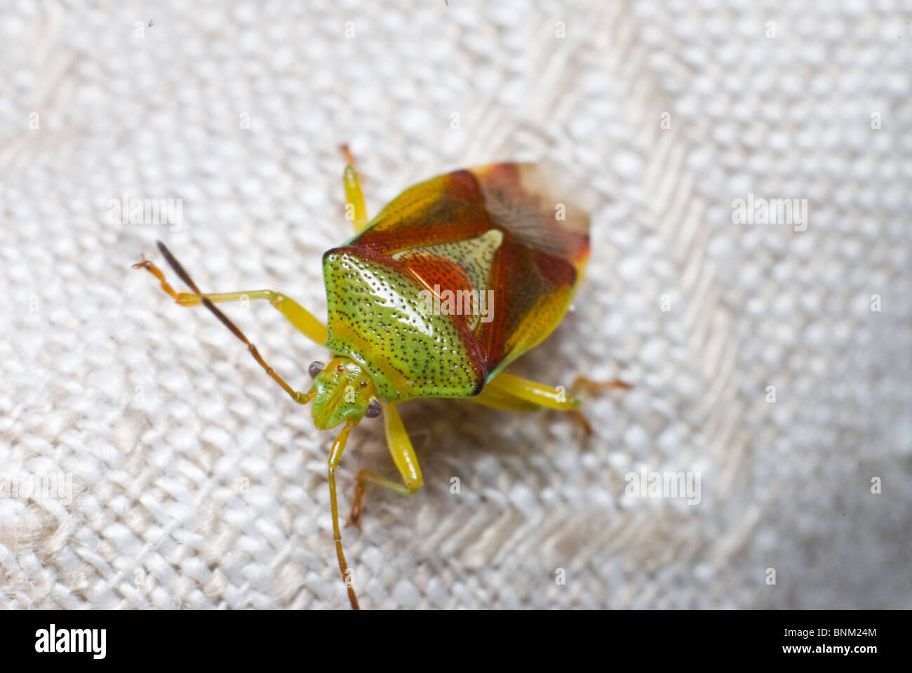 Macro of bug hi-res stock photography and images - Alamy
