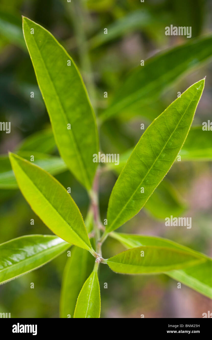 Close up of Yerba Mate tree Stock Photo - Alamy