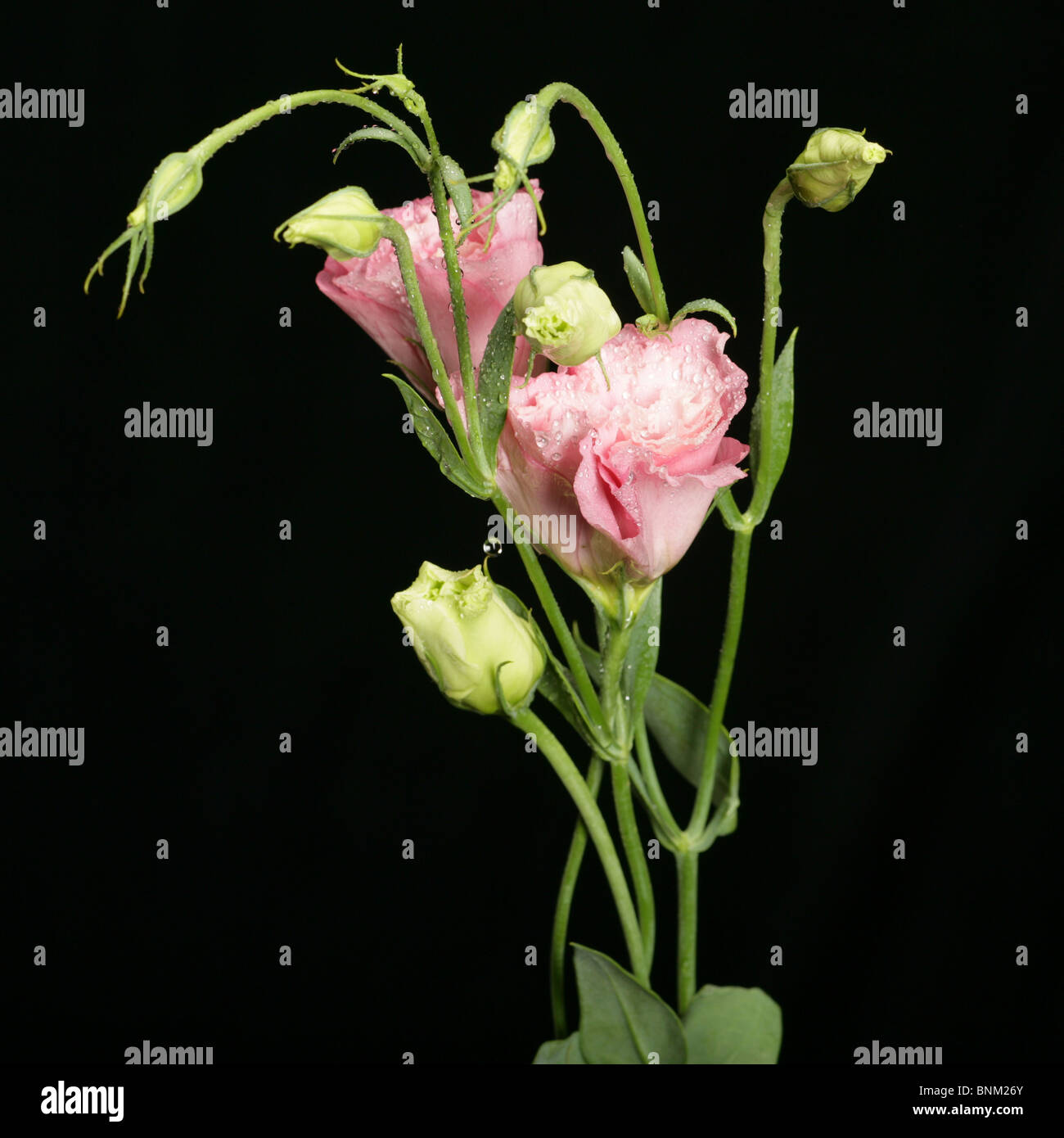 pink miniature roses Stock Photo - Alamy