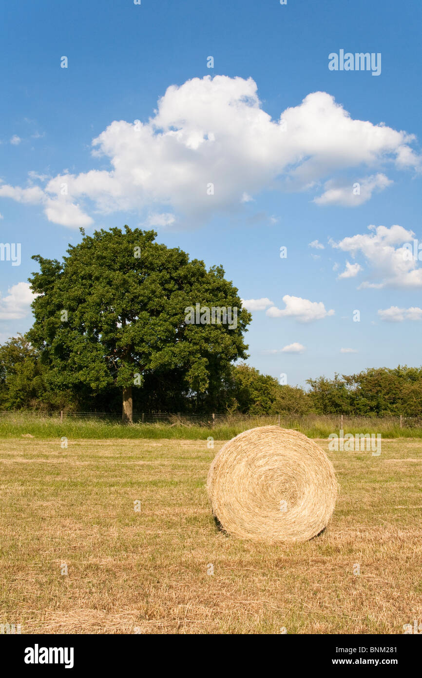 Bale tree hi-res stock photography and images - Alamy