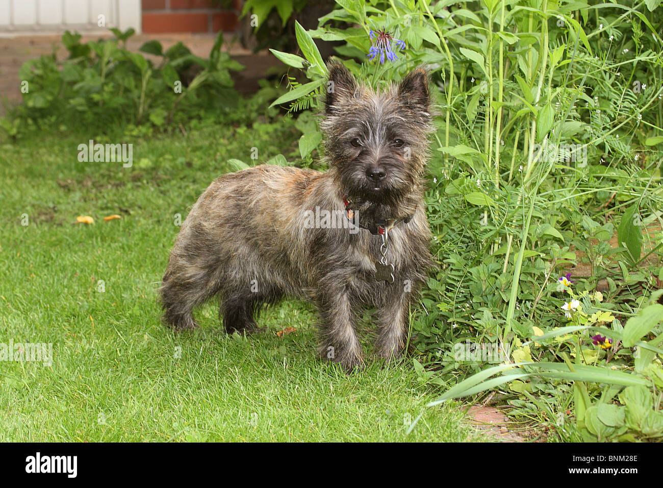 Cairn terrier dog hi-res stock photography and images - Alamy