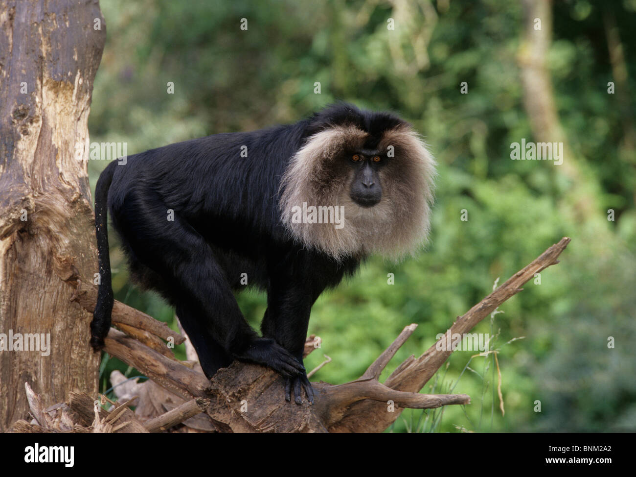 Lion-tailed macaque Macaca silenus india mammal monkey primate ...