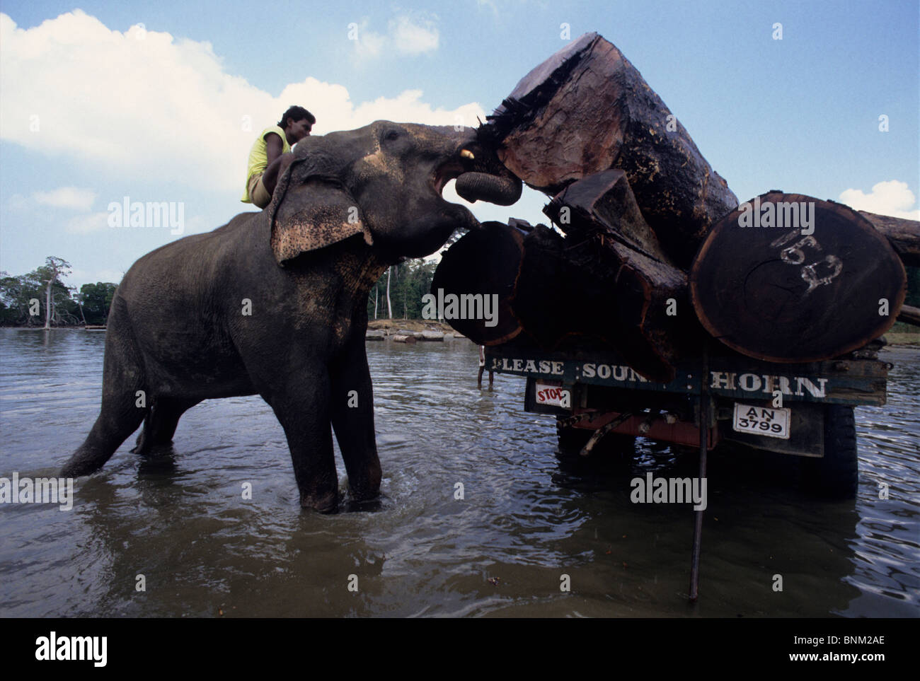 Working Indian Elephant Elephas maximus South Andaman Andaman Islands ...