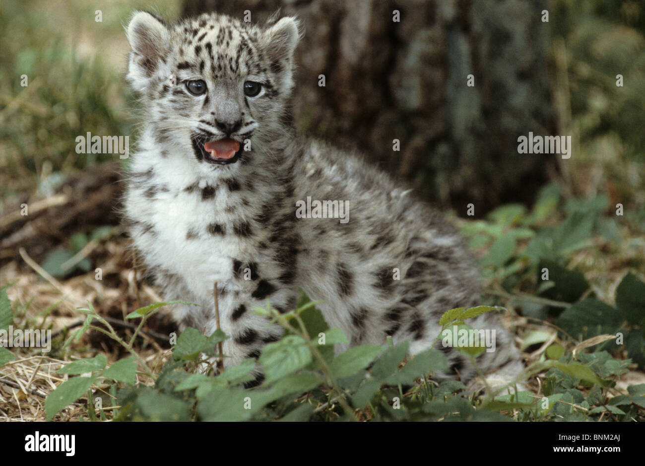 Snow Leopard or Irbis Panthera uncia Asia cub Stock Photo - Alamy