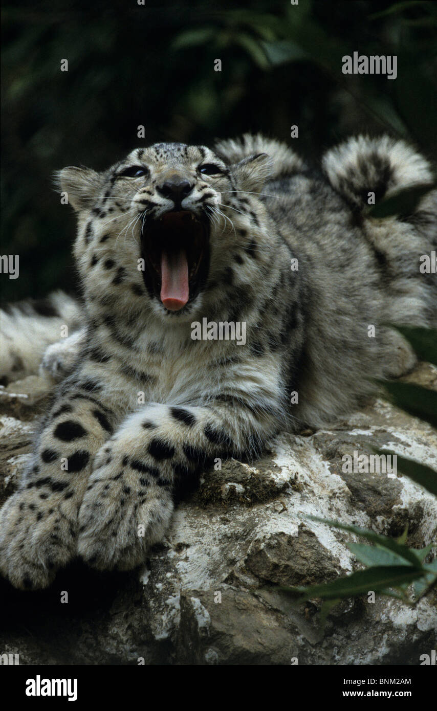 Snow Leopard or Irbis Panthera uncia Asia cub yawning yawn relax Stock ...