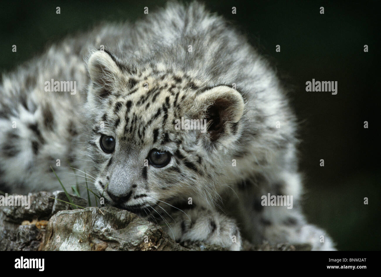 Snow Leopard or Irbis Panthera uncia Asia cub Stock Photo - Alamy