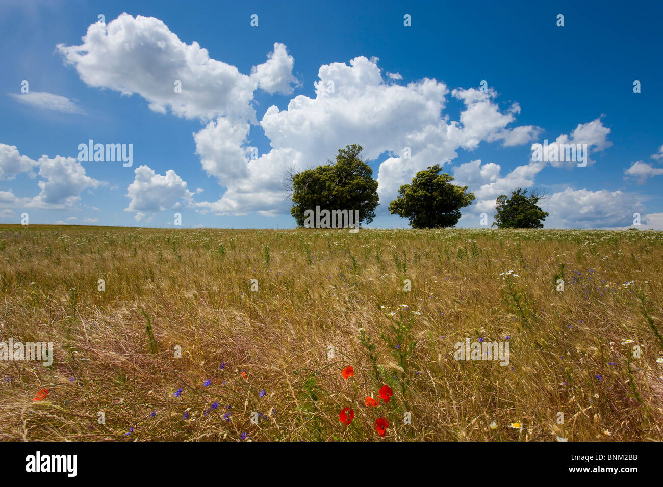 Revest-du-Bion France Provence Alpes-de-Haute-Provence clouds trees ...