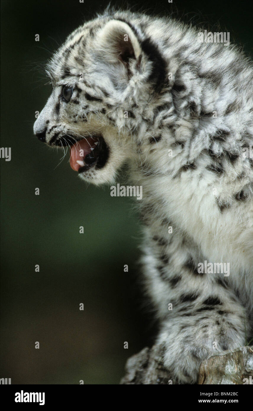 Snow Leopard or Irbis Panthera uncia Asia cub Stock Photo - Alamy
